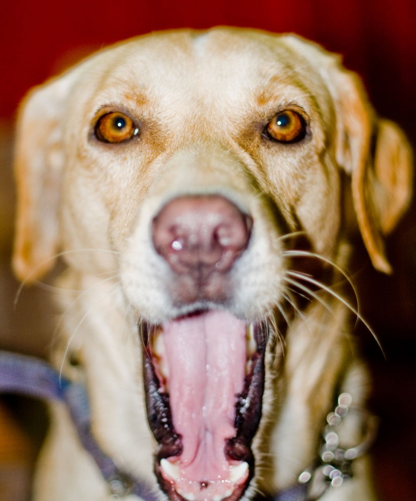 Sheera Archives - Footwa